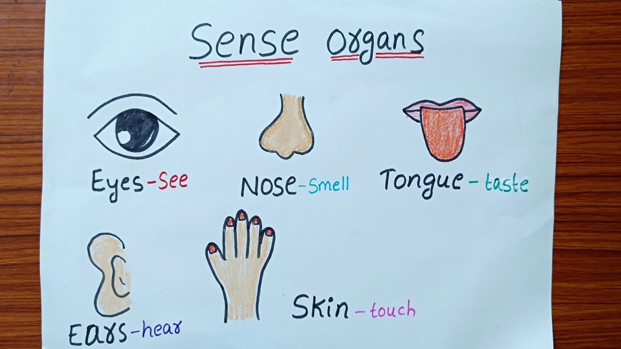 Sense organs drawing || How to draw sense organs || Sense organs simple ...