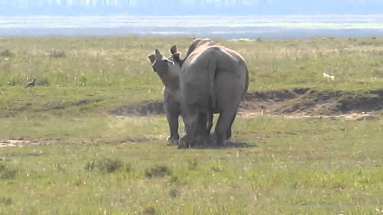 White Rhinos playing - YouTube
