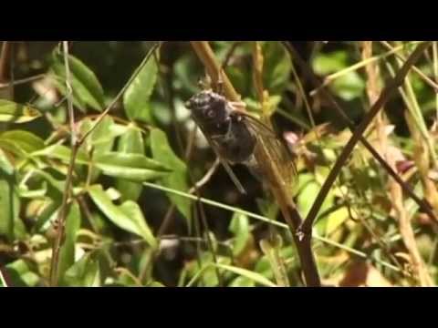 French CICADA CLOSE-UP cicade sound 2000 - YouTube