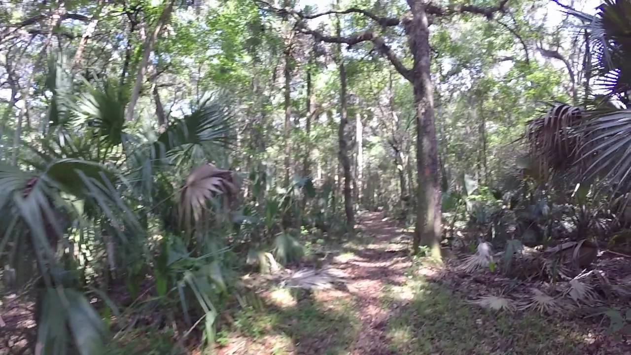 Hiking The Florida Trail at Potts Preserve - YouTube