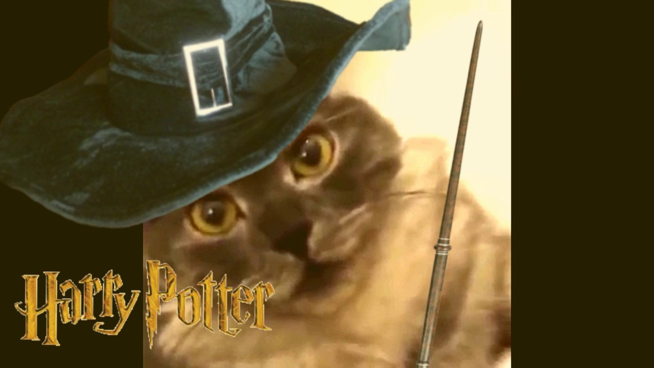 GATO HARRY POTTER - YouTube