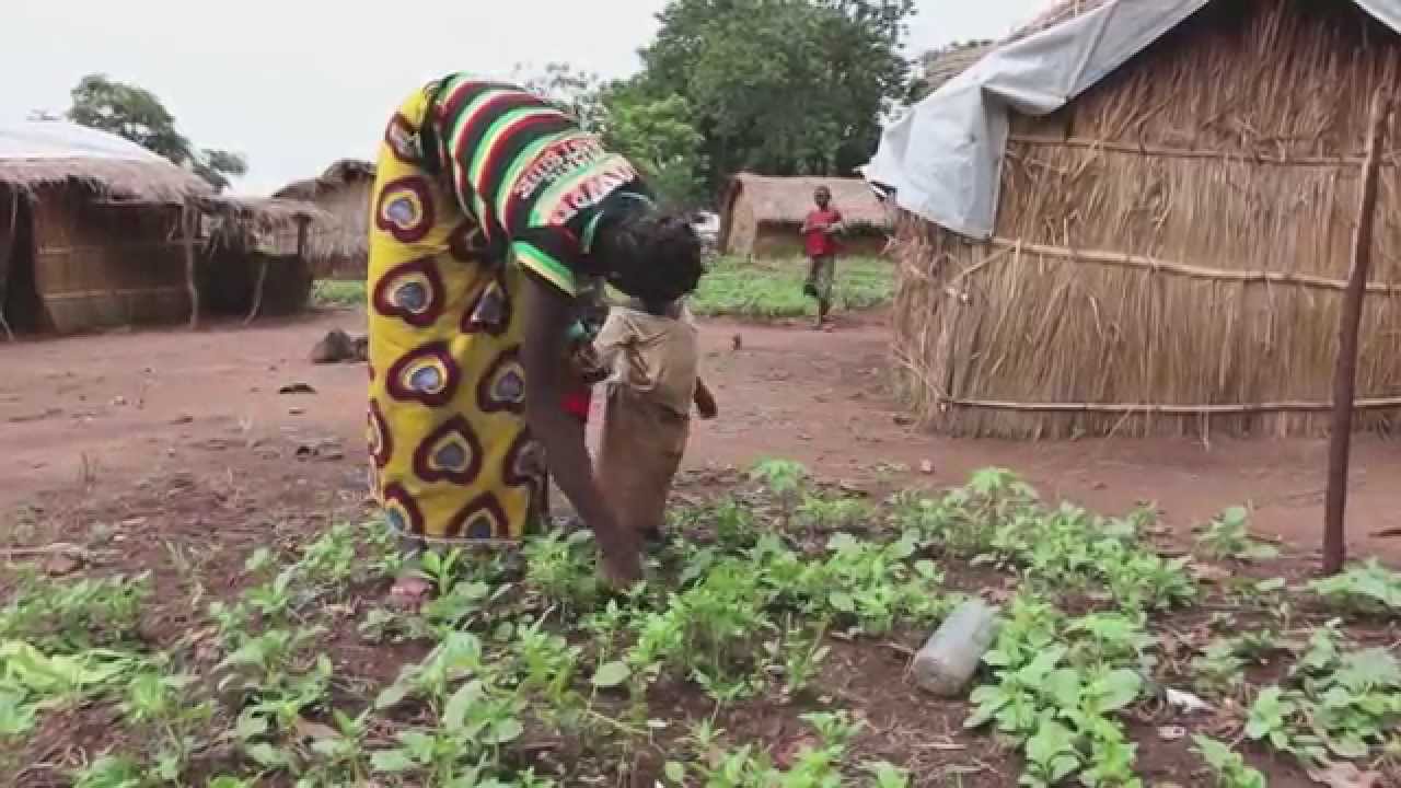 CAR: WFP Reaches Out To Food-Insecure Families, Farmers - YouTube