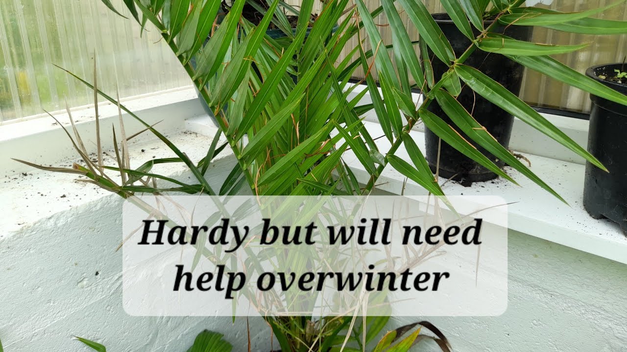 How to overwinter your new hardy palm - YouTube