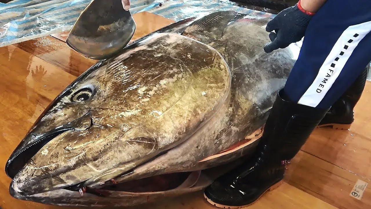 World's Sharpest Fish Knife! Over 300KG Giant Bluefin Tuna Cutting ...
