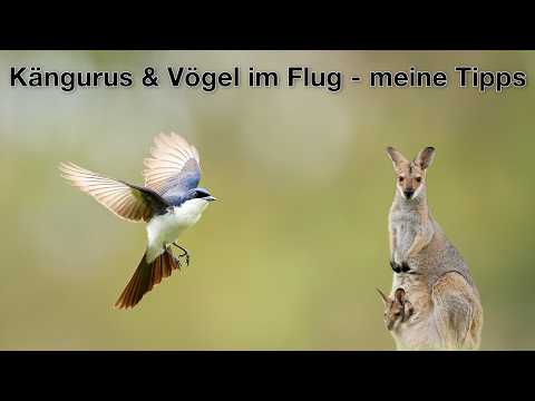 Erste Kängurus & Schwalben im Flug fotografieren