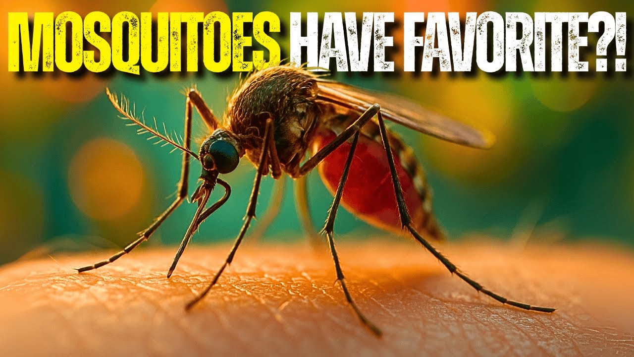 Why Mosquitoes Bite Some People More Than Others | Are You a Mosquito ...