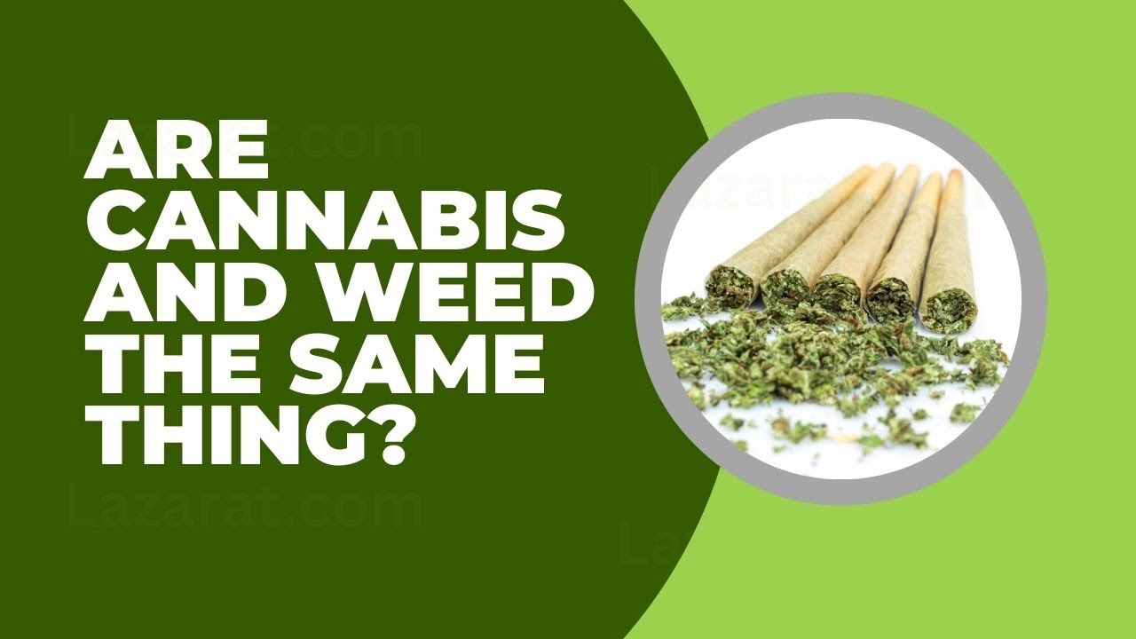 Cannabis vs. Weed: What’s the REAL Difference? (Explained!) - YouTube