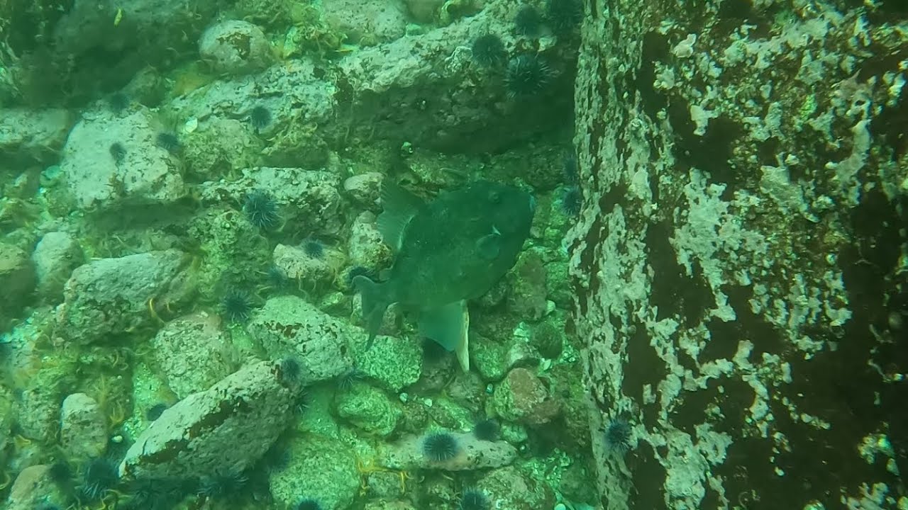 Lovers Point Scuba Diving | A Triggerfish in Monterey - YouTube