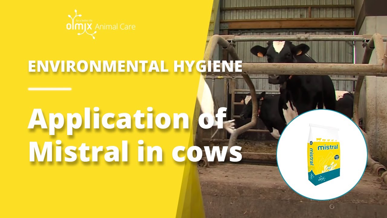 🟡🐄Mistral, litter conditioner for cows - YouTube
