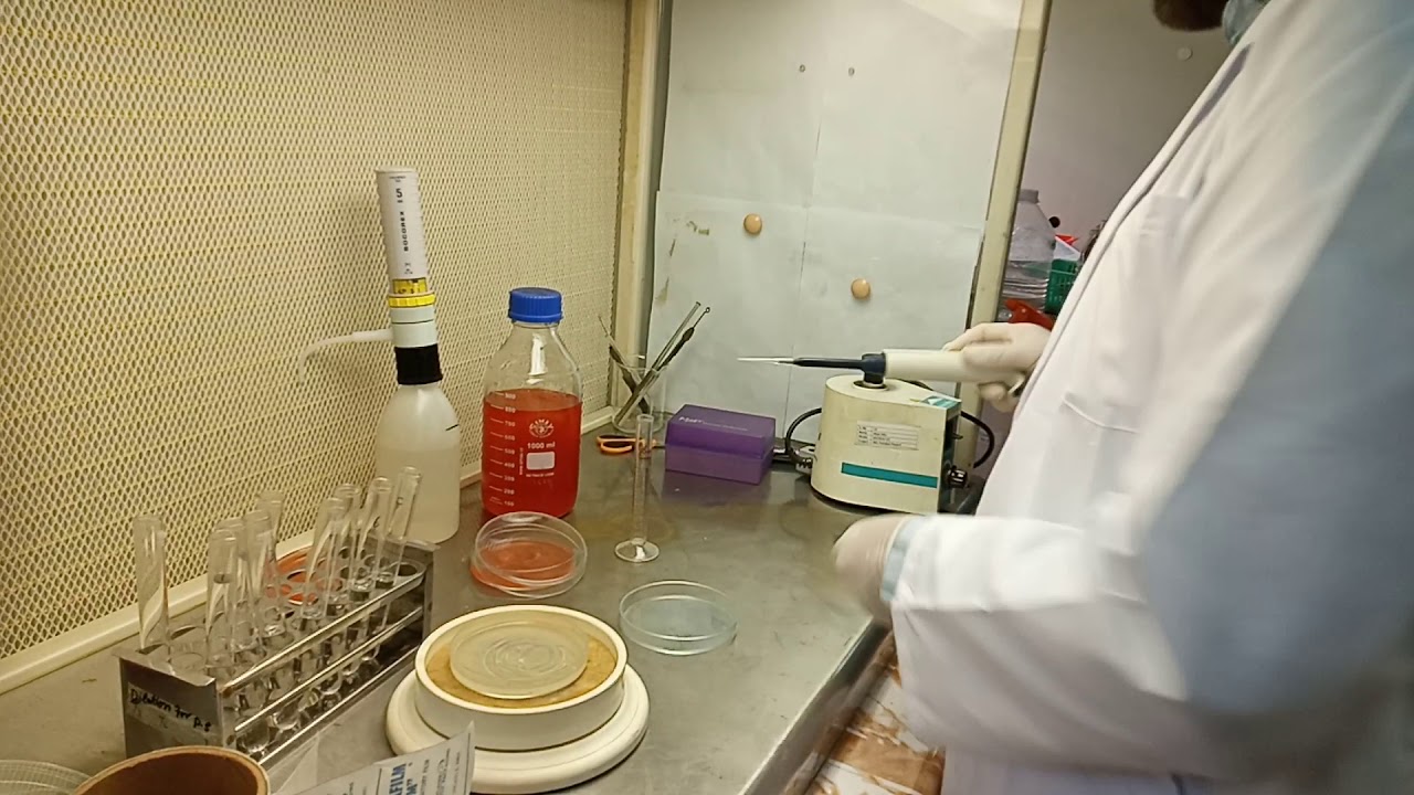 Isolation of Bacteria from Soil; Part 2 - YouTube