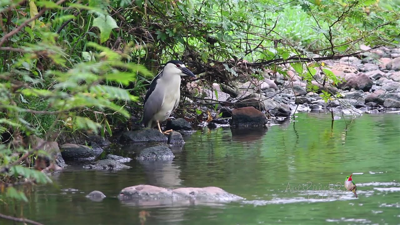 YABOA REAL se acicala y estira (Black-crowned Night-Heron, Nycticorax ...
