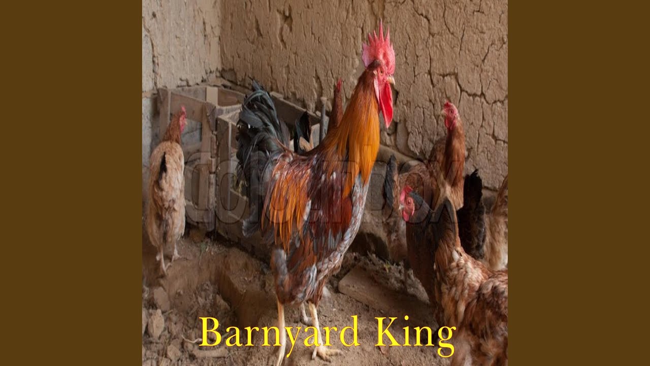 Barnyard King - YouTube