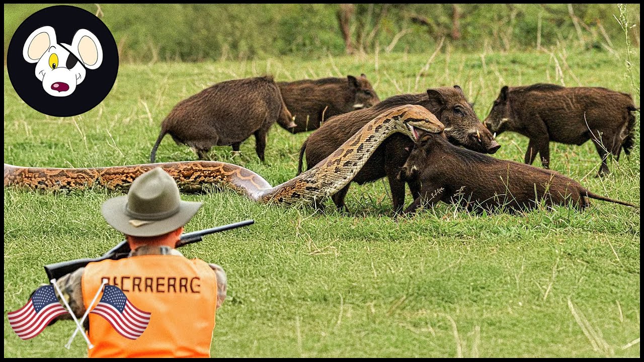 Shocking ! Texas Farmer Takes Down Giant Hog – How Did This Wild Beast ...
