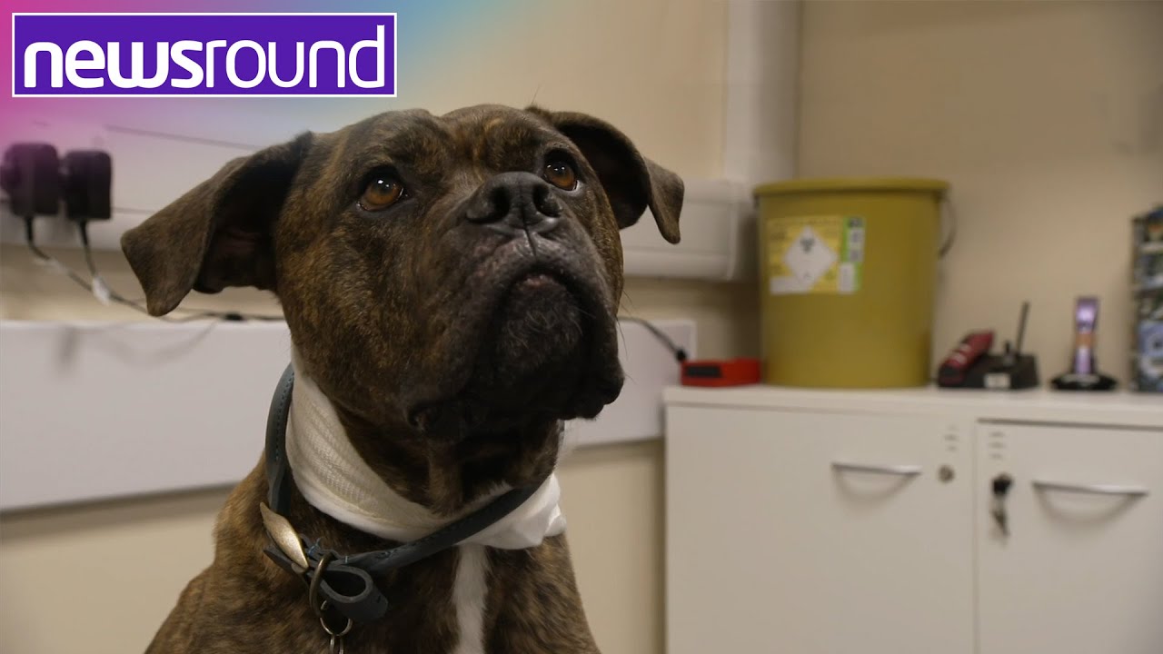 Animal blood banks: How do pets give blood? | Newsround - YouTube