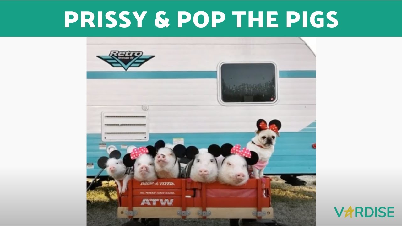 Prissy Pig - Meet The Mini Pig Family! - YouTube