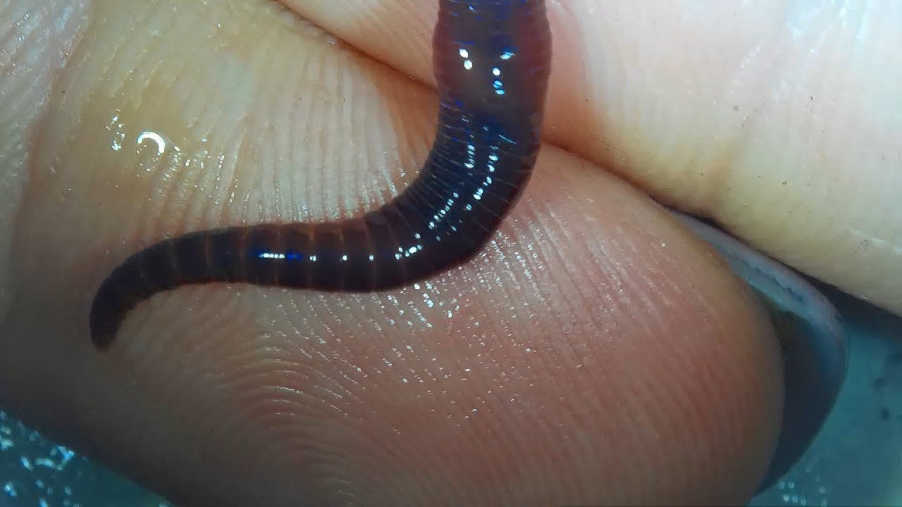 BLUE WORM CLEW- MICROSCOPE SERIES - YouTube