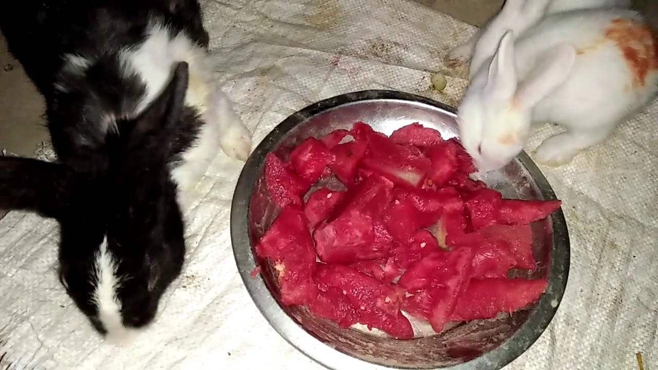 Rabbit dinner - YouTube