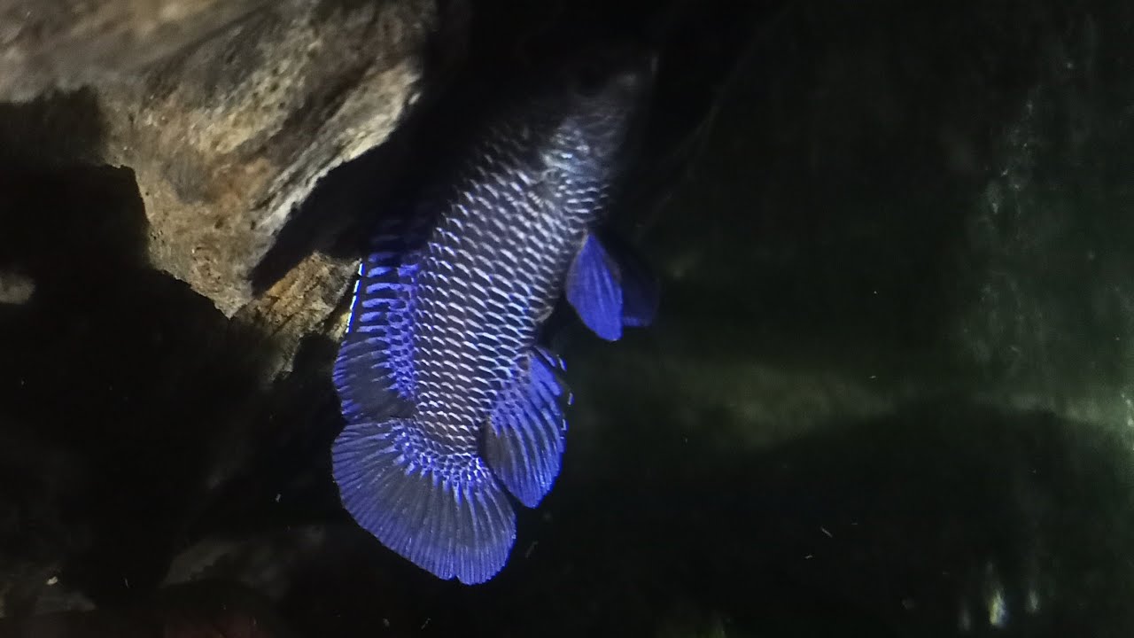 Blue Badis Fighting over a driftwood 😛 - YouTube