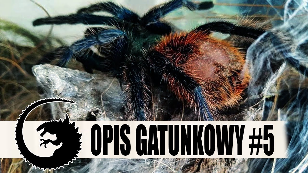 OPIS GATUNKOWY #5: Pocziwa chromka czyli Chromatopelma cyaneopubescens ...