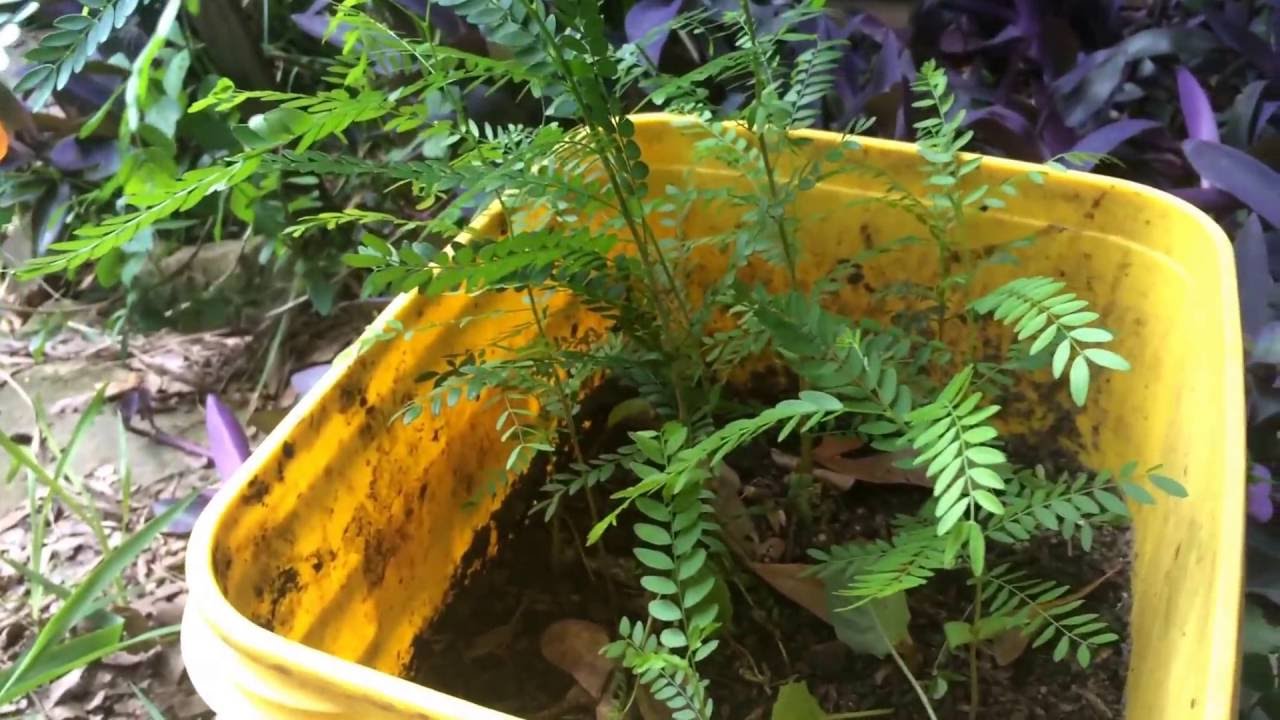 Black Locust Seedling Update - YouTube
