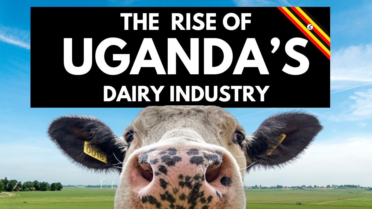 🇺🇬 Uganda's Dairy Industry has big plans - YouTube