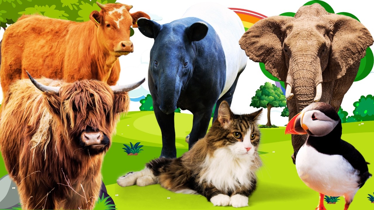 animals name,farm sounds : cow sound, elephant sounds, yak sounds ...