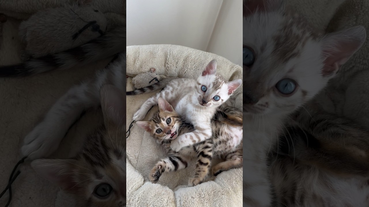 Love his eyes, snow bengals are so impressive ️ - YouTube