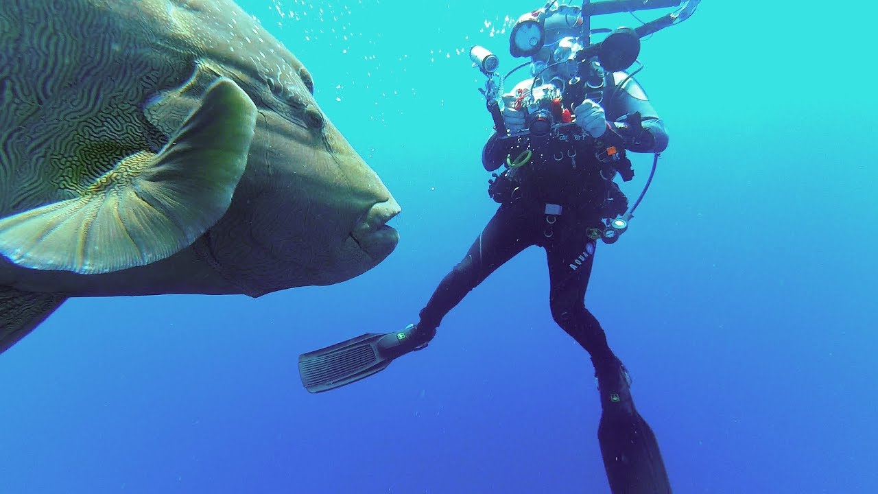 Nurkowanie - Egipt, listopad 2017 - YouTube