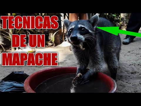 Increíble Mapache Mira Las Tecnicas Que Utiliza Para Alimentarse - YouTube