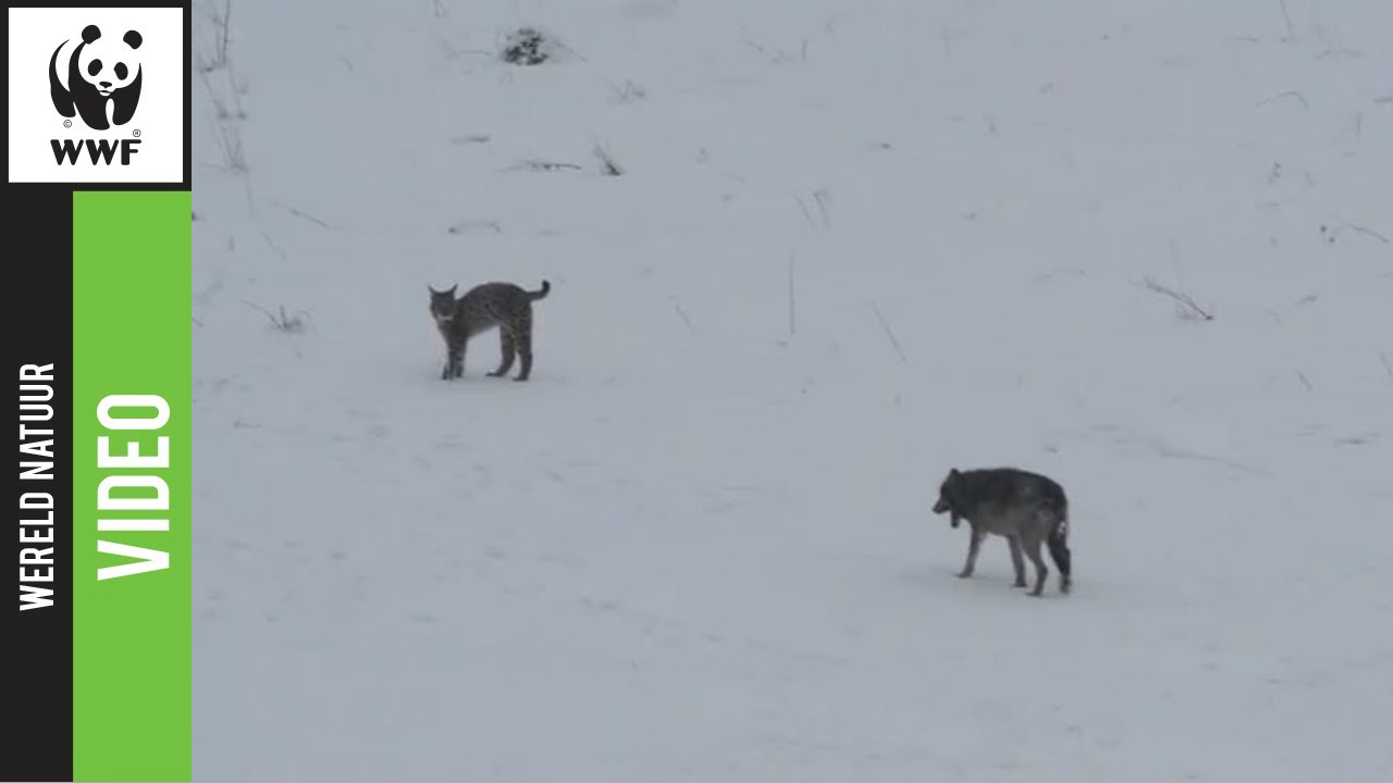 Kijk wat er gebeurt als een wolf en lynx elkaar ontmoeten! - YouTube