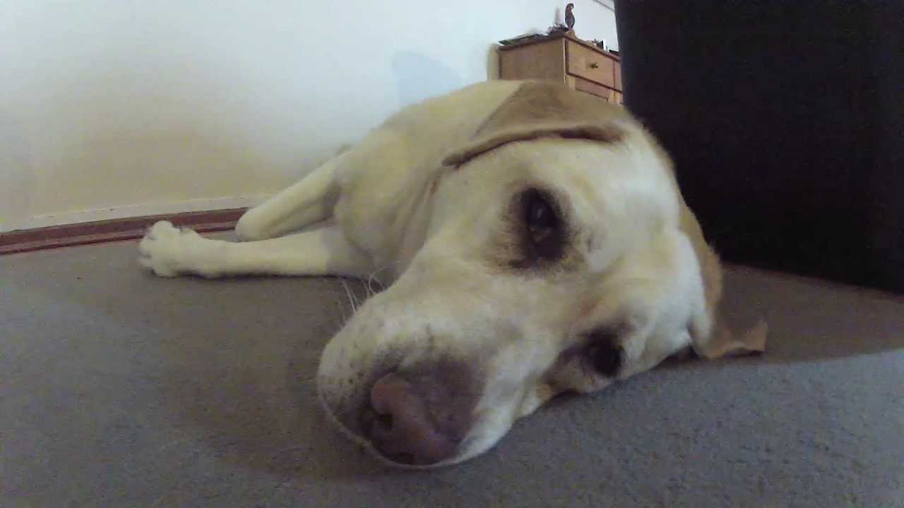 Sleepy Laika - YouTube