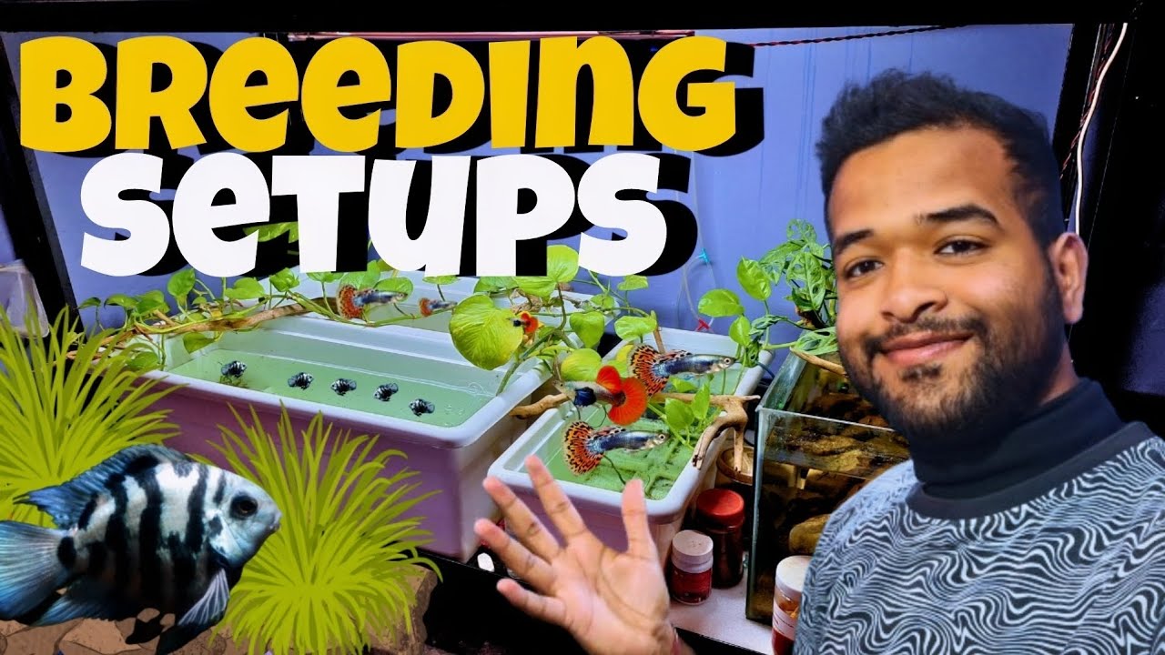 DIY Breeding Tanks for EXOTIC FISHES || Fish Room - YouTube