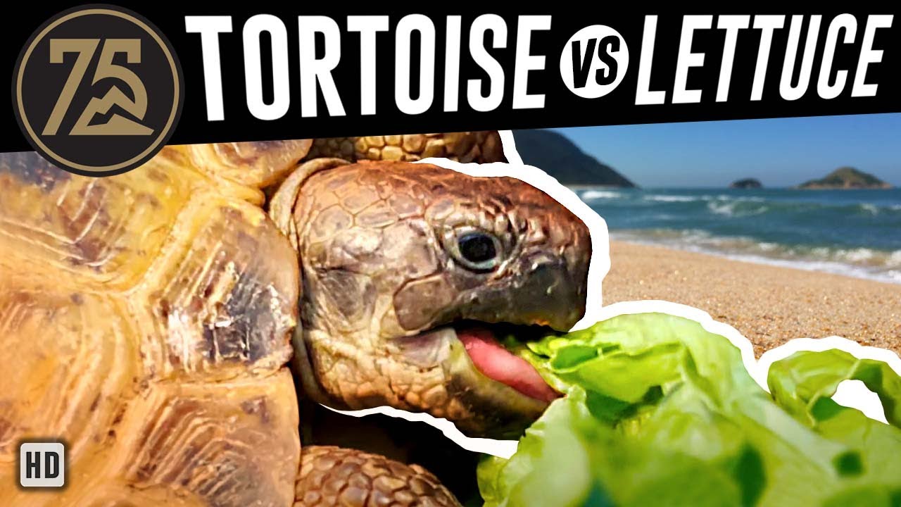 Testudo Tortoise - Eating Habits Observed - YouTube