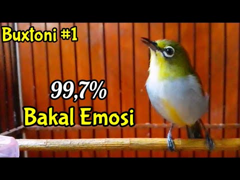 Semua Buxtoni Bakal Emosi Ampuh Memancing Bunyi Jantan Agar Gacor Ngalas (12/2/21)