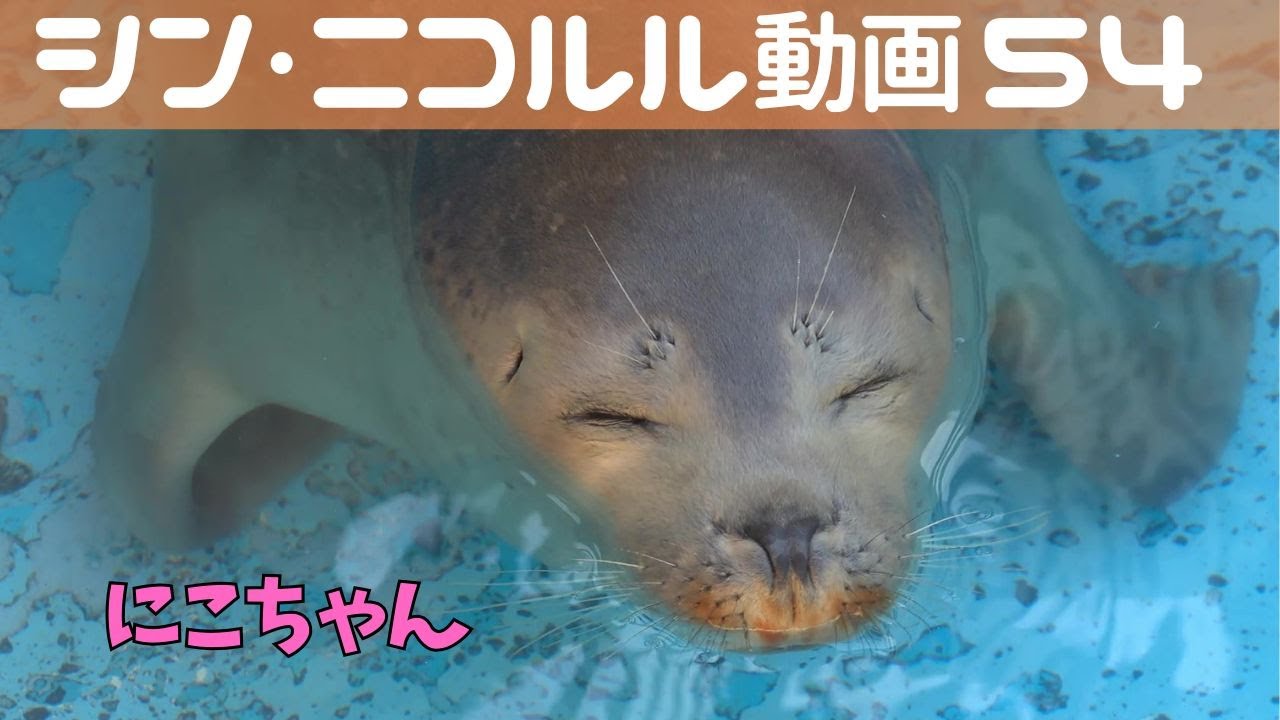 シン・ニコルル動画54 / Shin Niko-Ruru Video 54 - YouTube