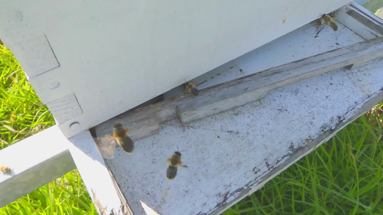 4K Video . Drone Bees Swarm Beehive . Enticing Queen to Come Outside ...