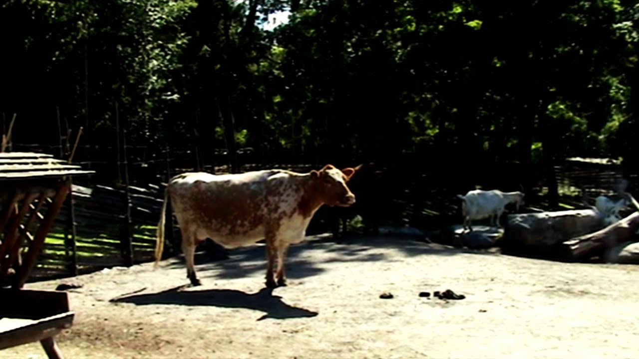 Cow VS Rooster - YouTube