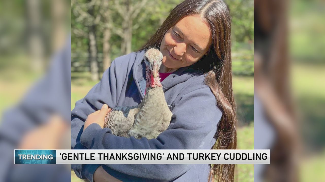 Animal sanctuary offers 'Gentle Thanksgiving' and turkey cuddling - YouTube