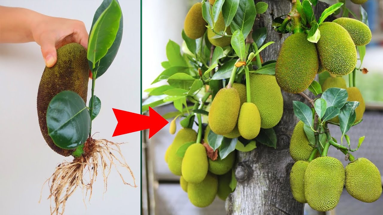 The technique of propagating red jackfruit using branches and chicken ...