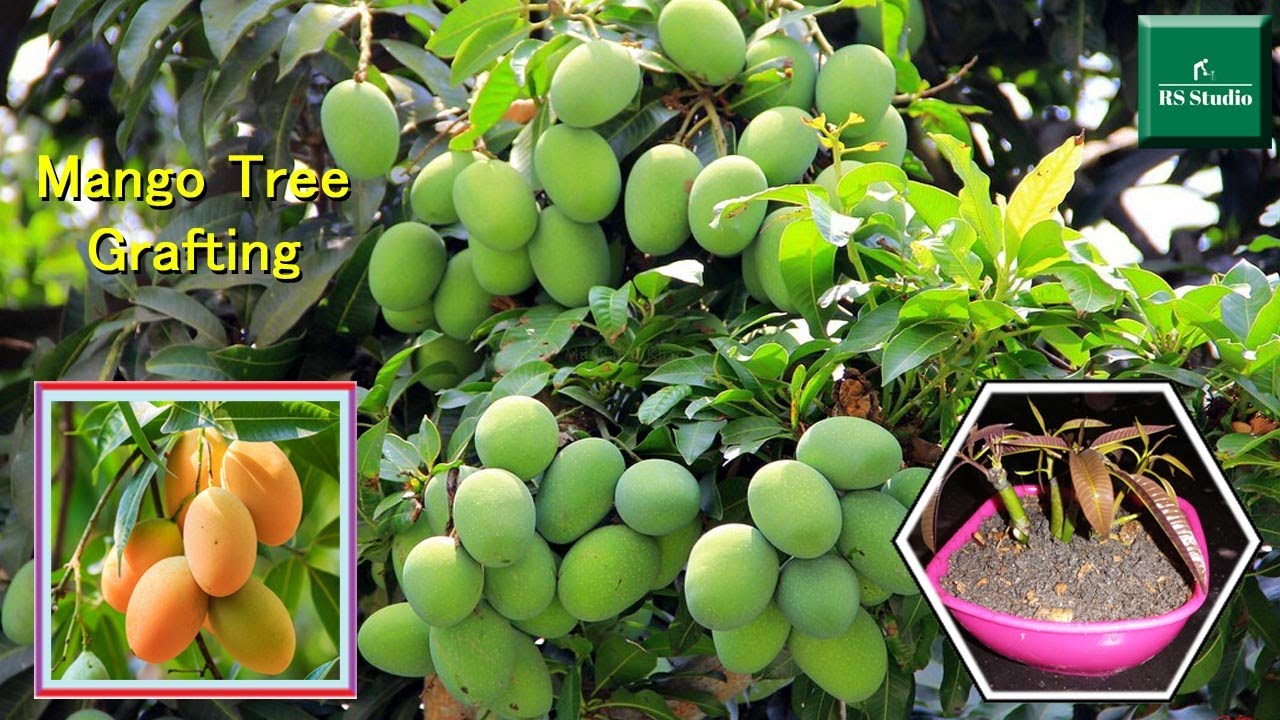 Mango tree grafting technique | Grow mango tree at home - YouTube