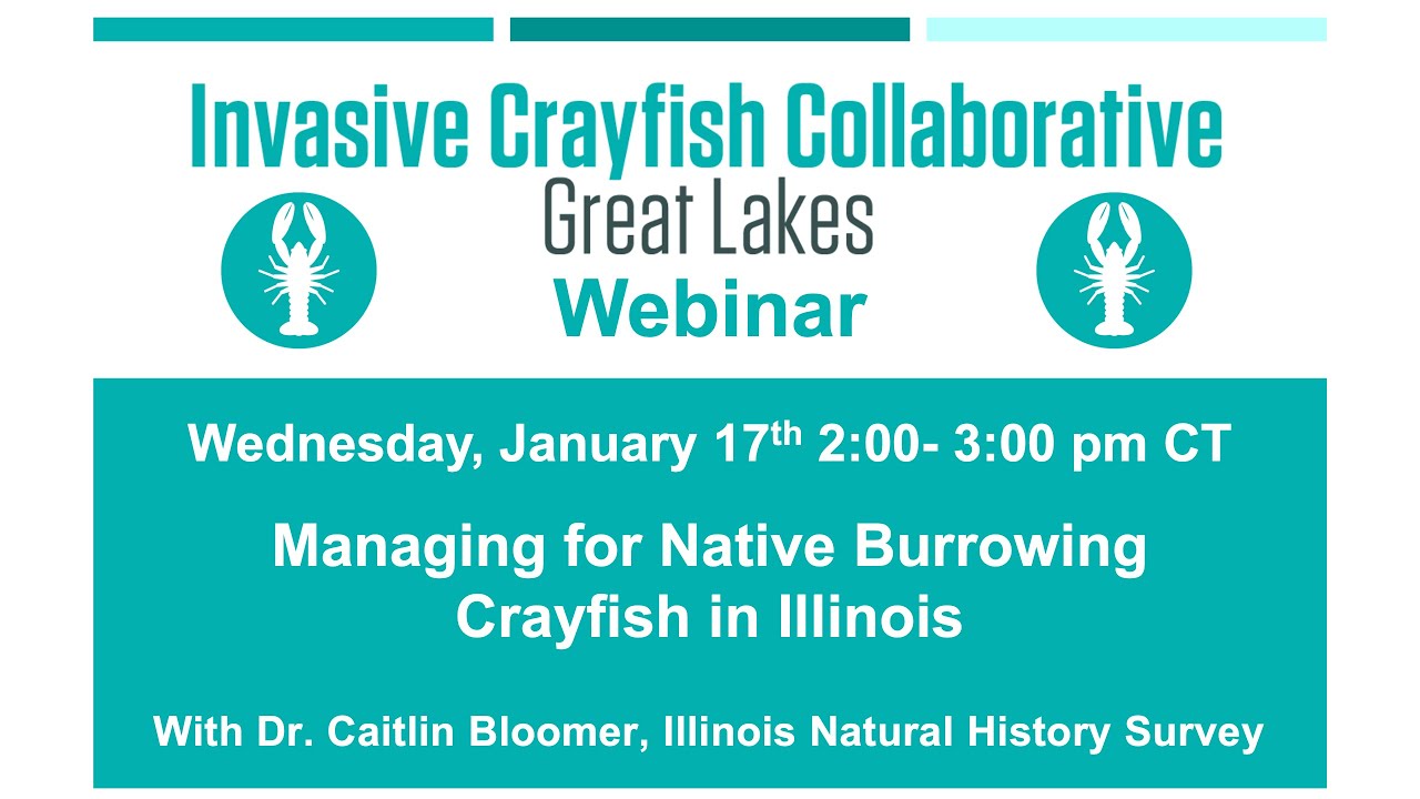 Managing for Native Burrowing Crayfish in Illinois - YouTube