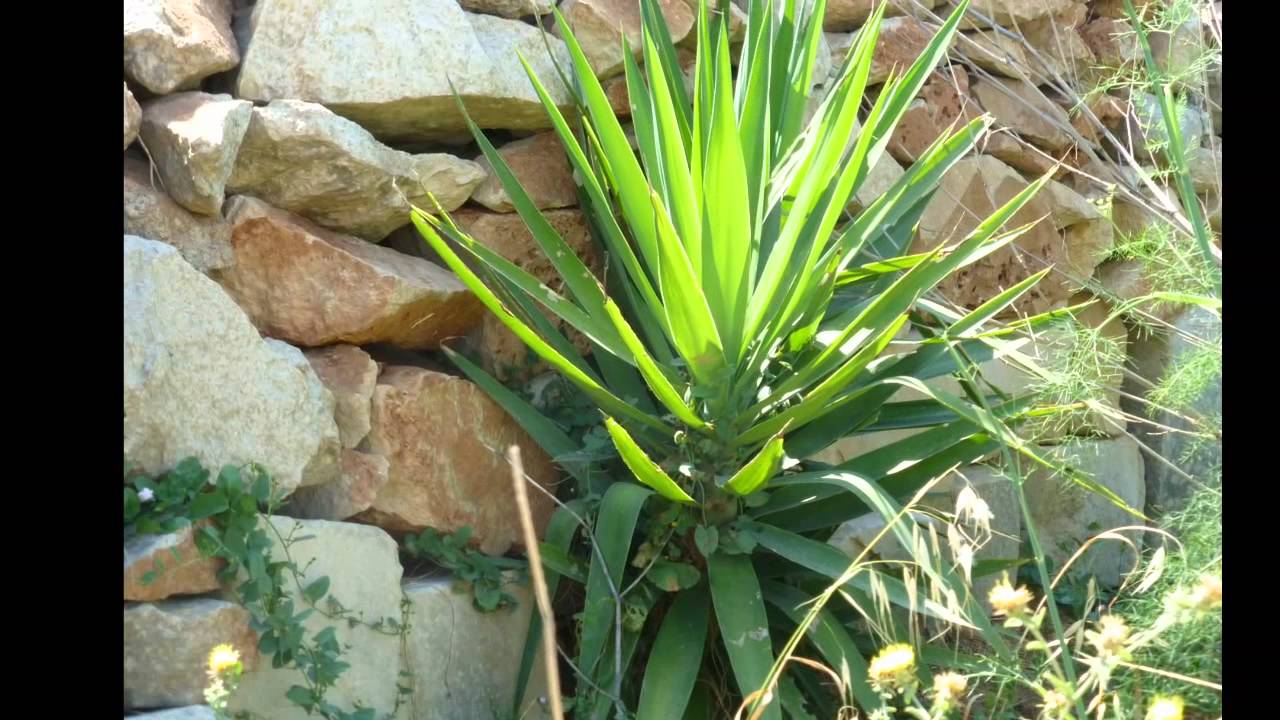 The Beautiful Wild Flowers of Malta - YouTube