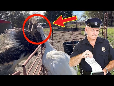 Ostrich vs Rhea (Kevin eats Homelander) *cops called*