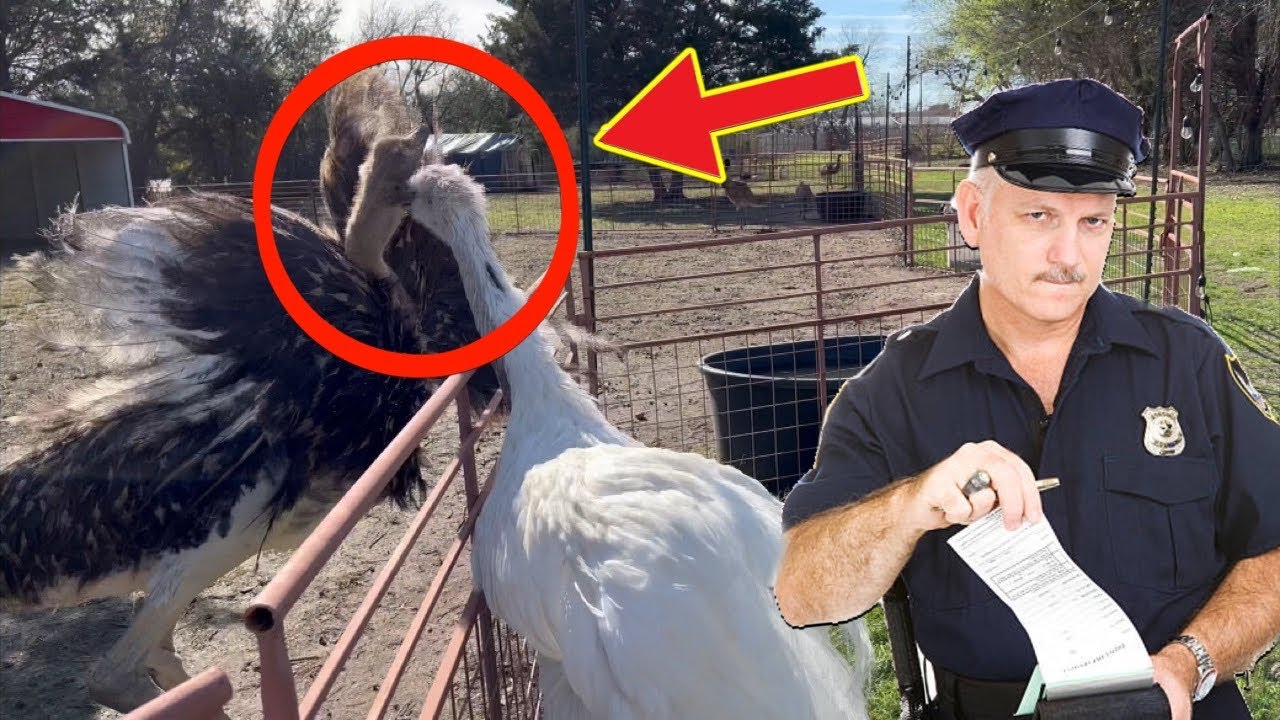 Ostrich vs Rhea (Kevin eats Homelander) *cops called* - YouTube