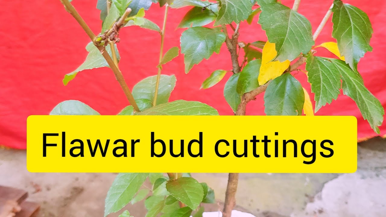 how to bud tree cutting grow and reporting st home garden # ...