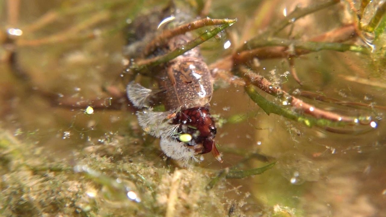 Larva of a Summer Fishfly AKA Hellgrammite (Chauliodes pectinicornis ...