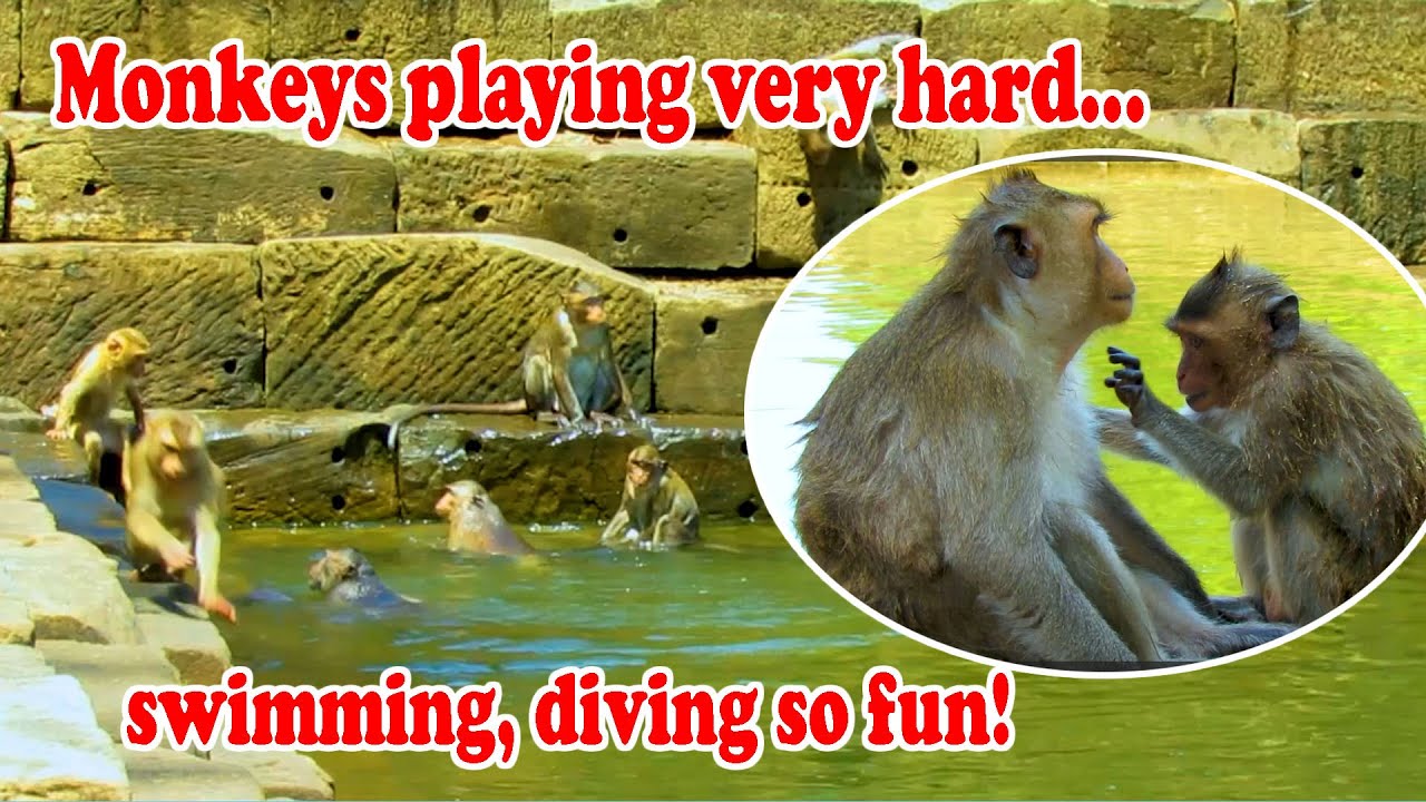 Monkeys tribes playing very hard, diving, swimming, enjoying their life ...