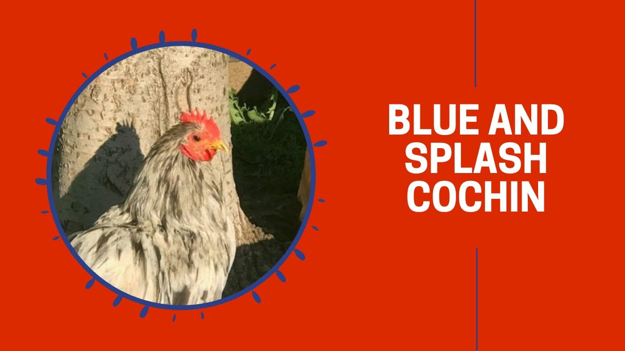 Blue and Splash Cochin Standard - YouTube