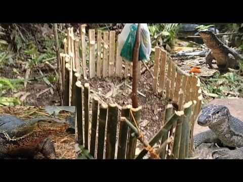 Bayawak Traping Tutorial gamit ang kawayan | Halimaw bayawak | # ...