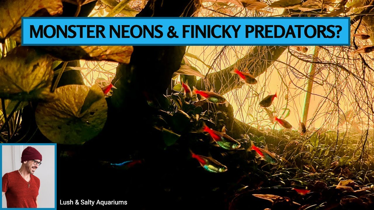 Exploring Wondrous Oddities of Nature Aquarium! - YouTube